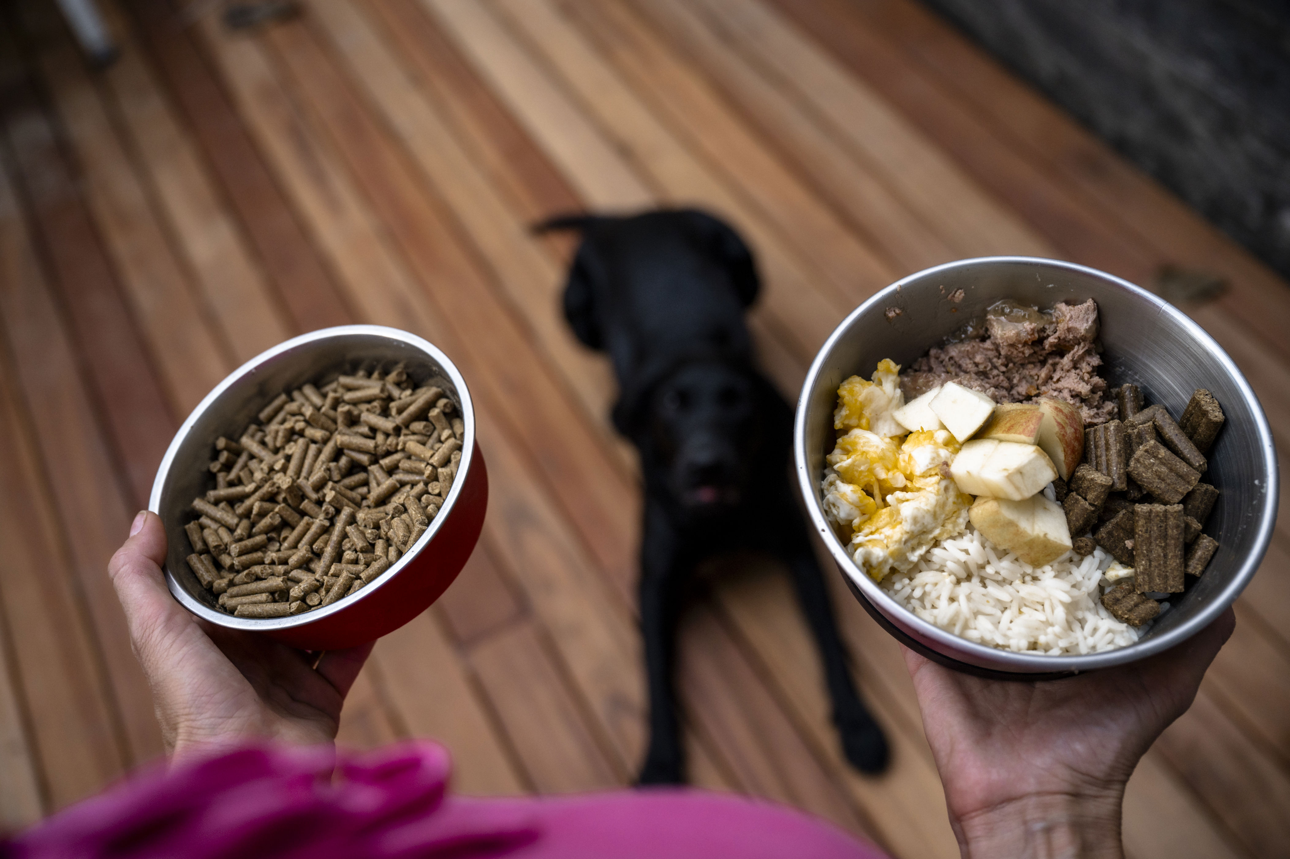 Vet explains the real difference between fresh dog food and kibble