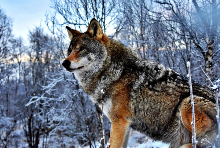 10 predator traits that make wolves masters of the hunt