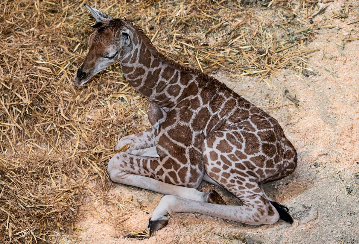 Giraffenbaby Moyo im Zoo Schmiding in Oberösterreich geboren