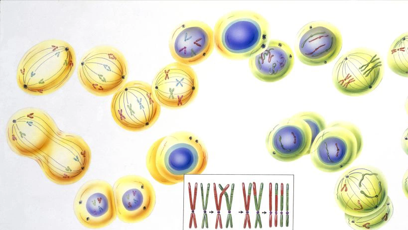 Study links smaller tetraploid cells to more aggressive cancers