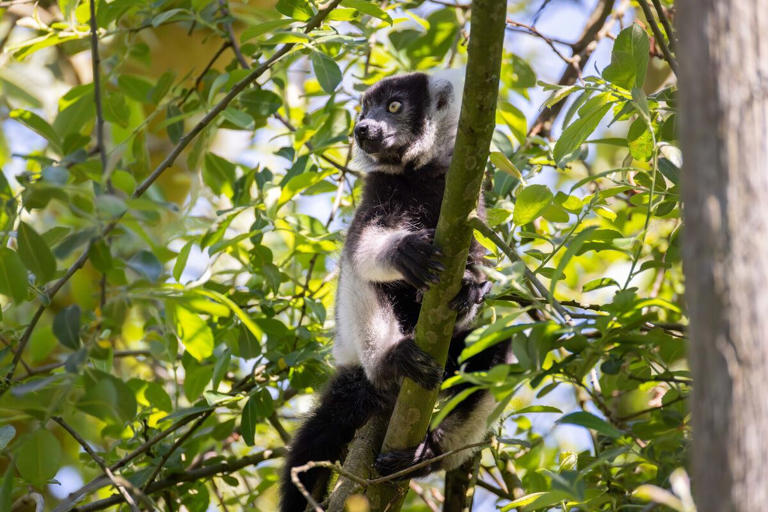 Two critically endangered lemur babies born at Fota Wildlife Park