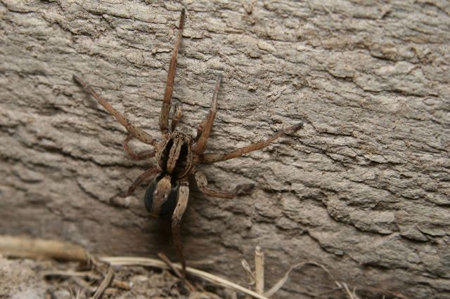 Sibling thinks spider was dusted with black glitter until he realizes ...