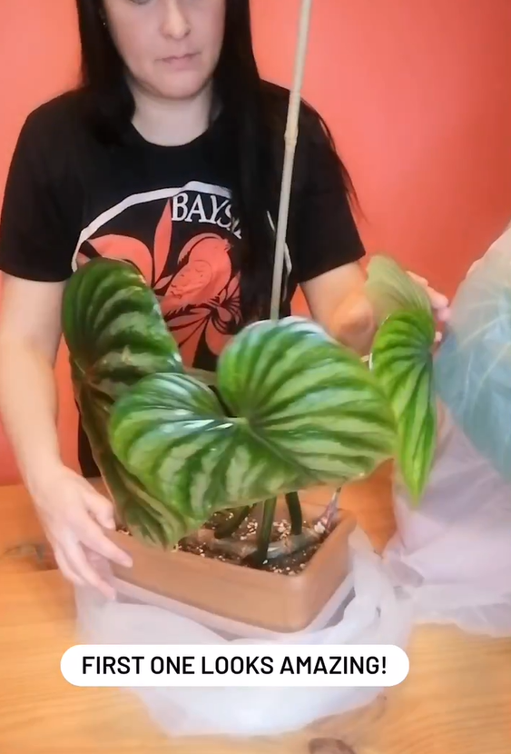 Garden plant experiment: Has anyone else tried this setup?