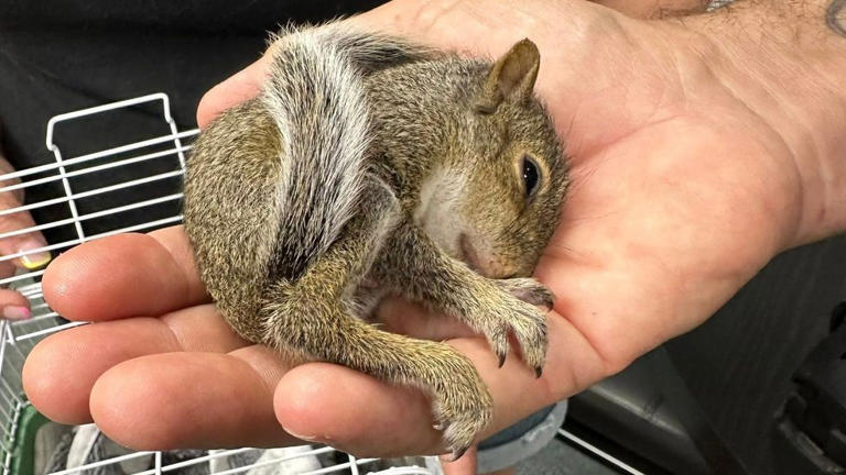 Baby squirrel rescued in Sunset Beach, now safe with wildlife rehabilitator
