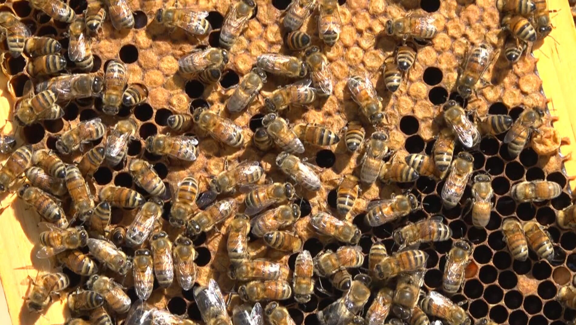 Taking a temperature check on bee health