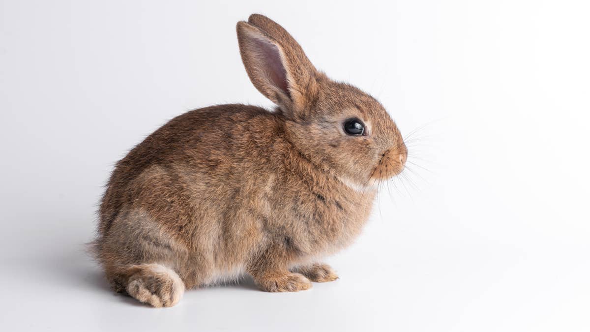 This spoiled house bunny is truly living the ultimate good life