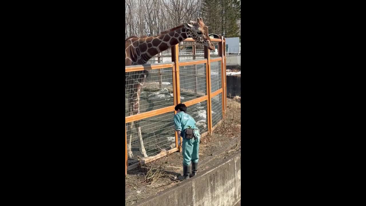 Giraffe seen sniffing keeper cleaning its enclosure at zoo