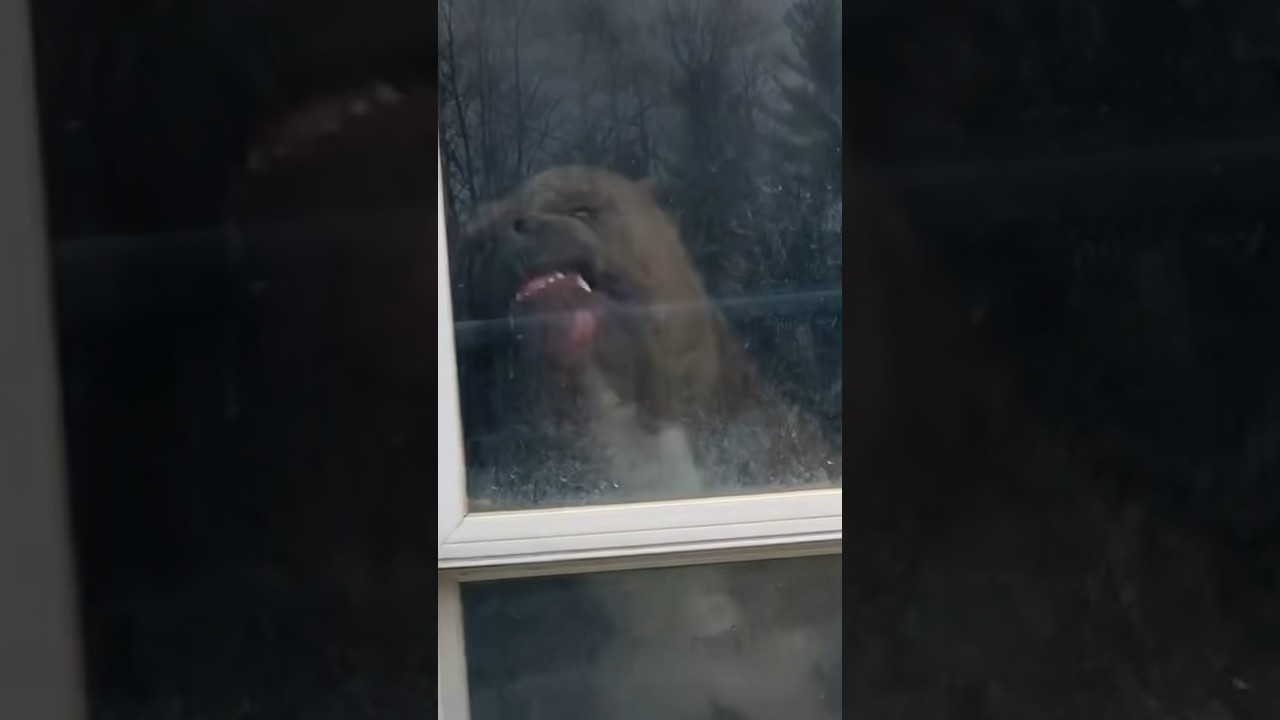 This dog’s smile is unforgettable