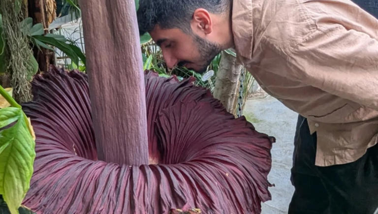 Temple Ambler’s legendary corpse flower unleashes its revolting ...
