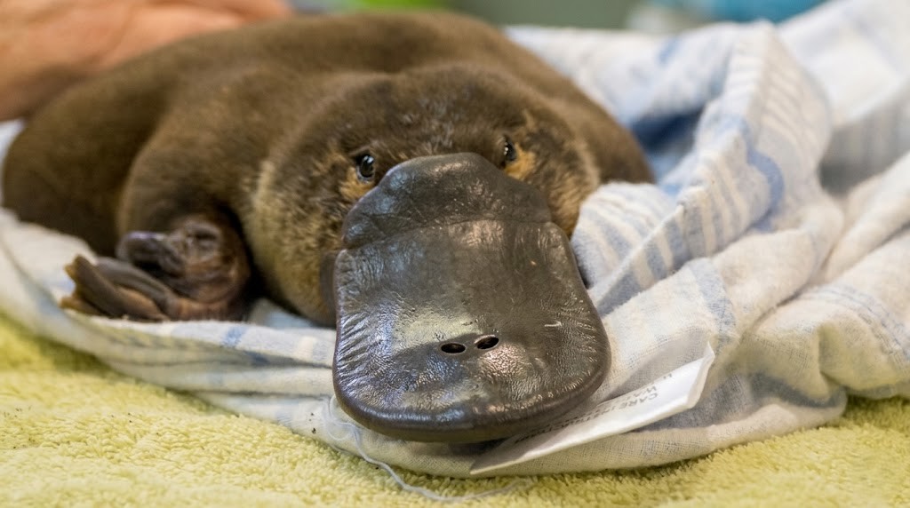 This duck-beaver hybrid produces a hormone scientists want