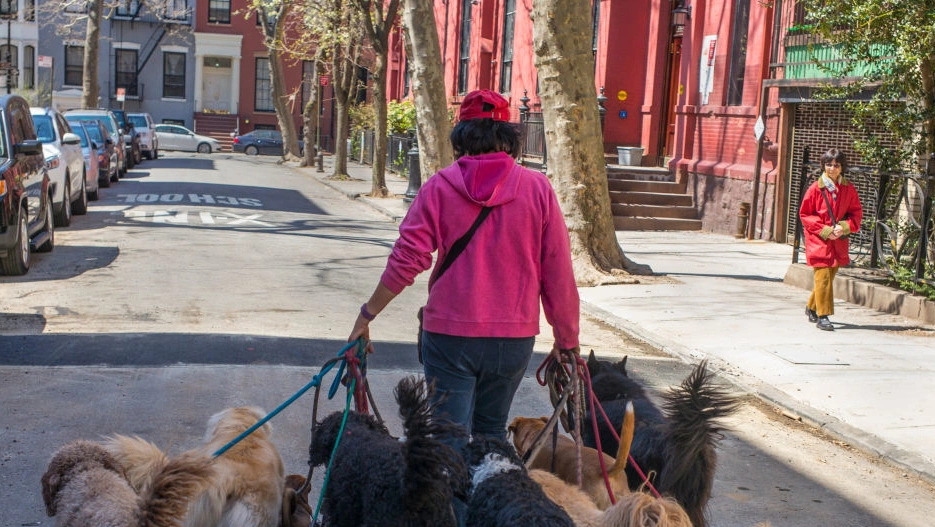NYC engineer’s luxury dog-walking side hustle earns $6,000 monthly