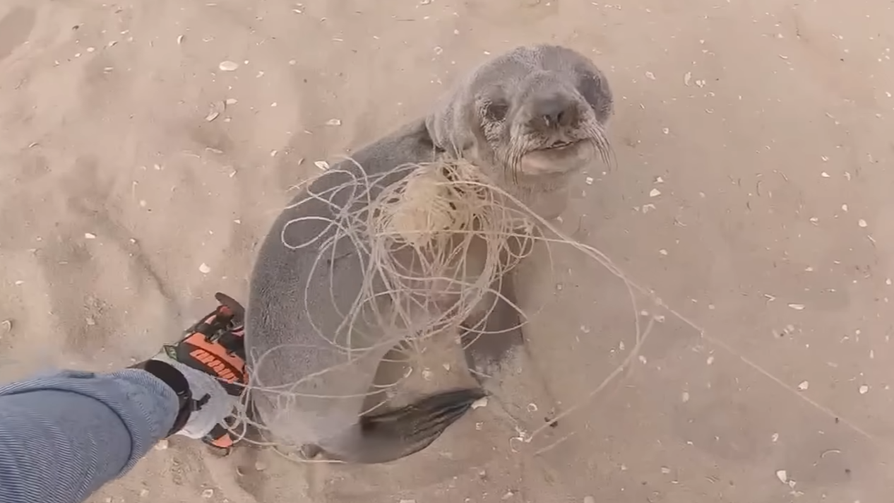 This poor baby seal refused to leave his dying mother’s side