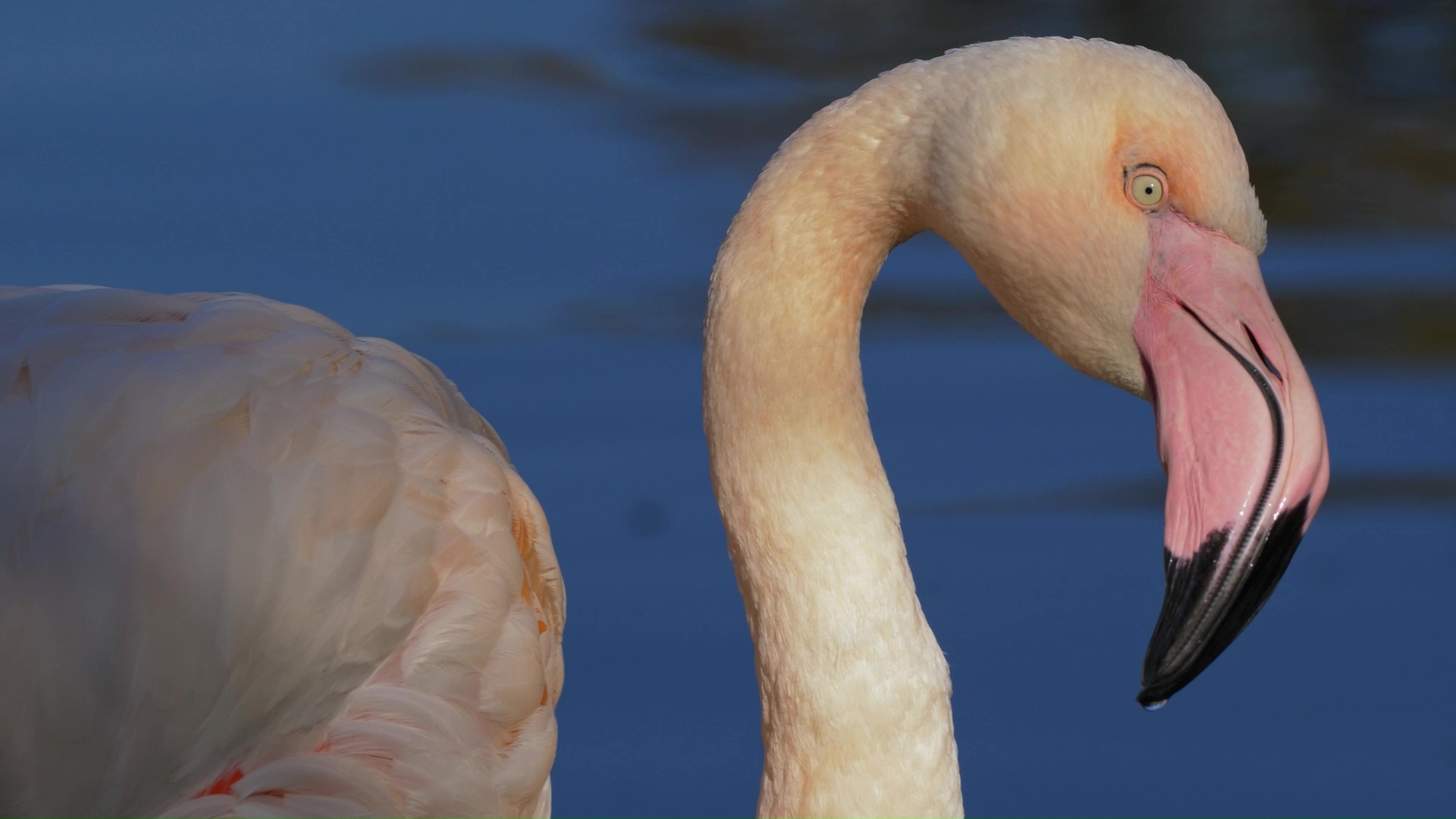 Rare Close Look At The Elegant Flamingo Appearance