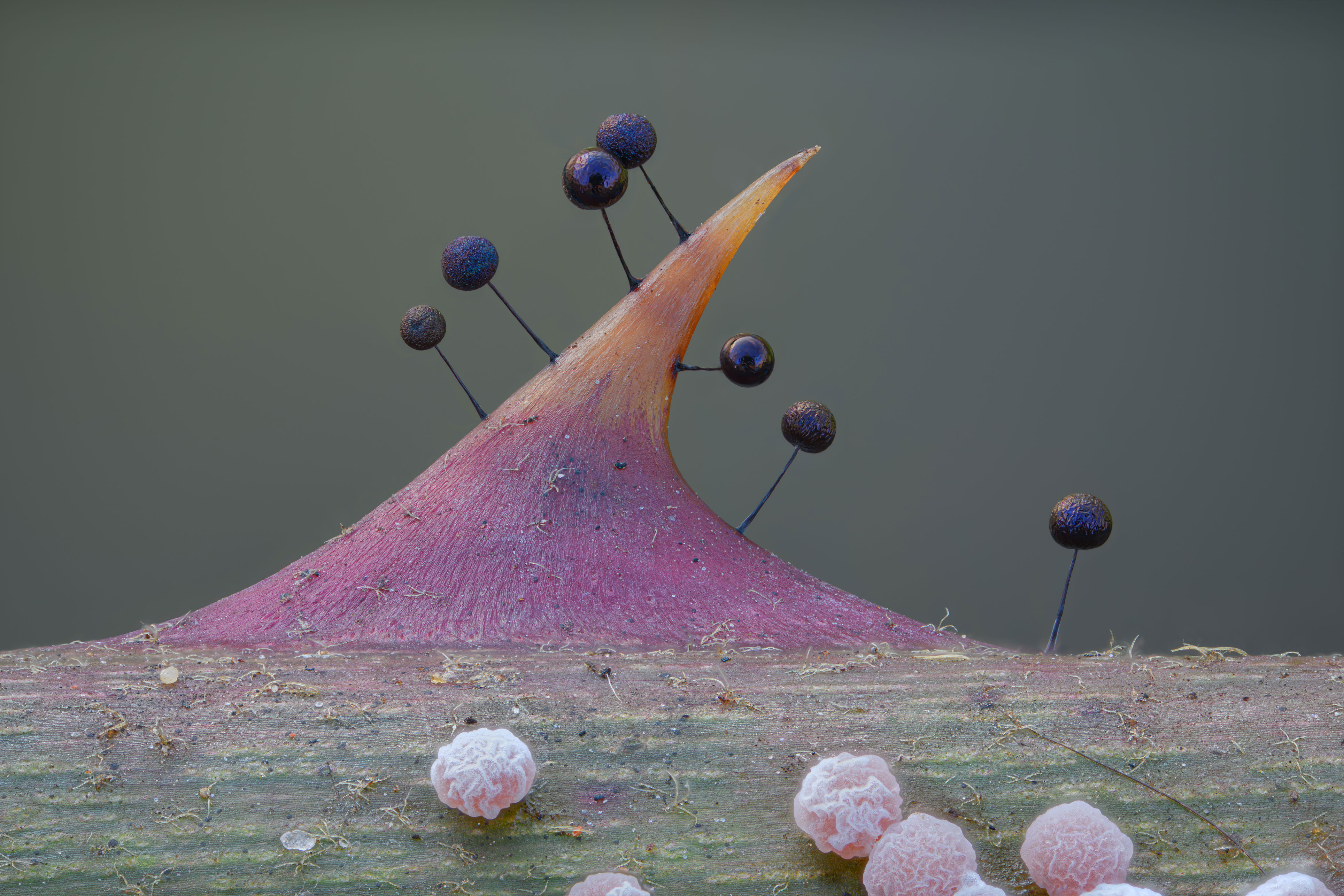 Brighton photographer wins BBC Wildlife Magazine Photography Awards ...