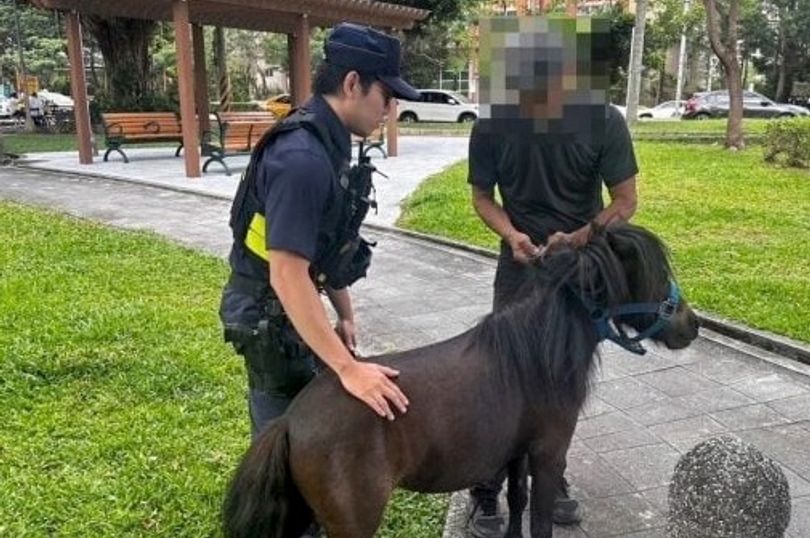 Miniature horse escapes handlers before cops rescue animal from busy ...