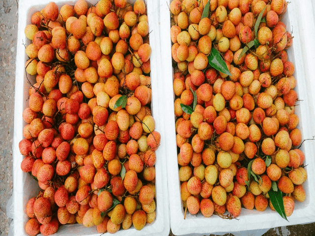 The summer paradox: Why binge-eating litchis can be dangerous, and the ...
