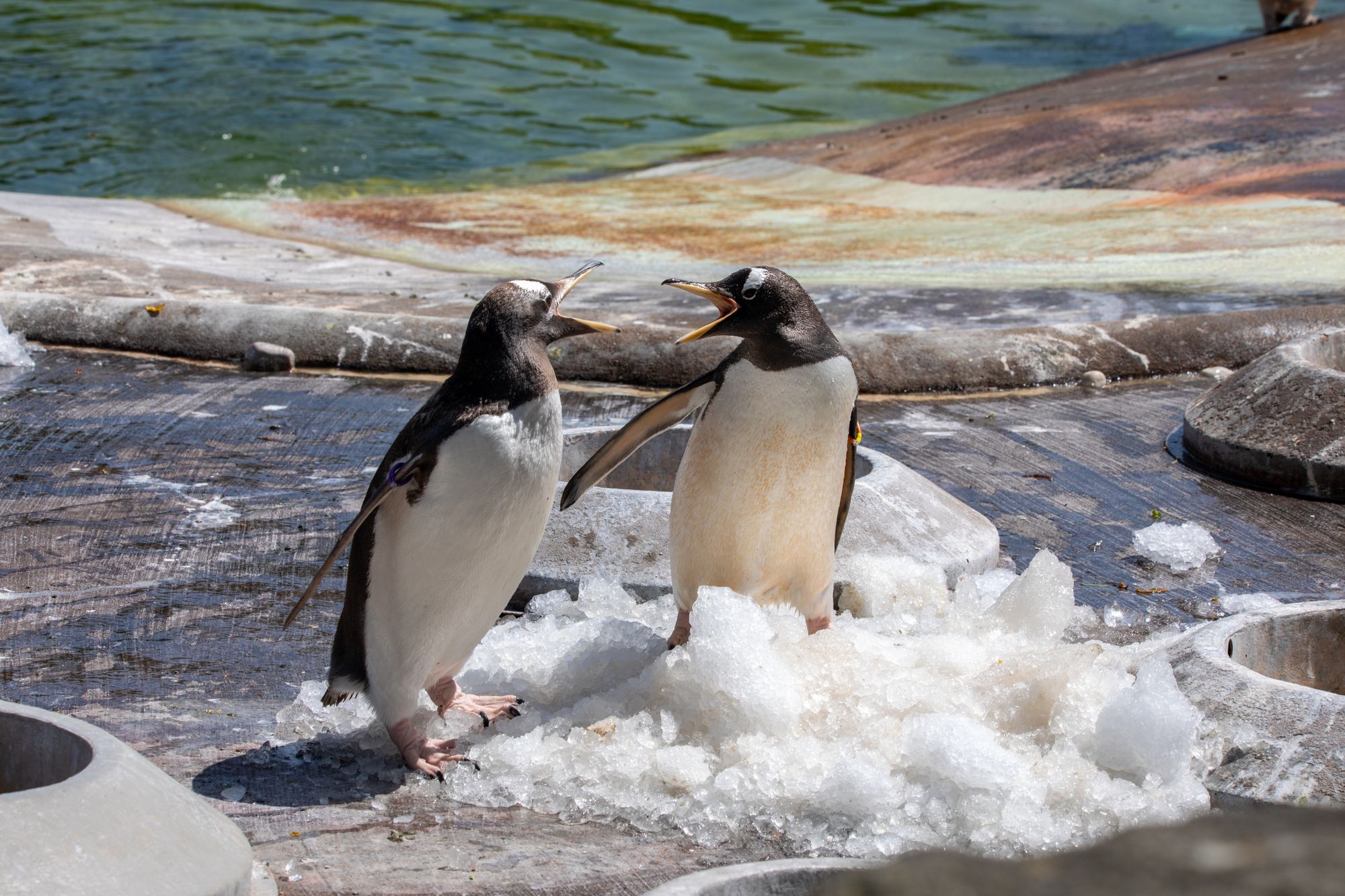 Fantastic footage shows Edinburgh Zoo’s penguins having fun in piles of ...