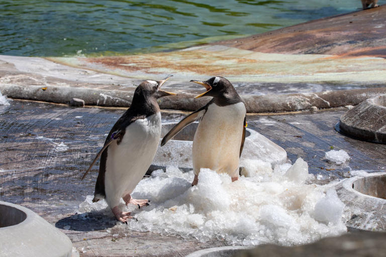 Fantastic footage shows Edinburgh Zoo’s penguins having fun in piles of ...