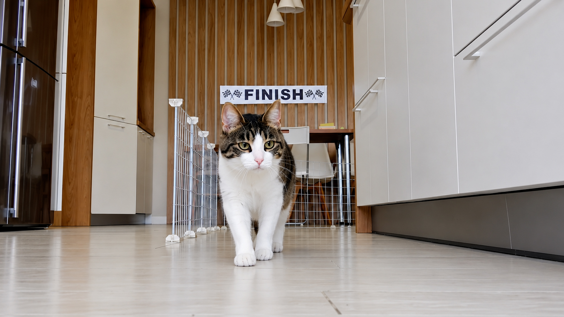 Cat walks like a champion already