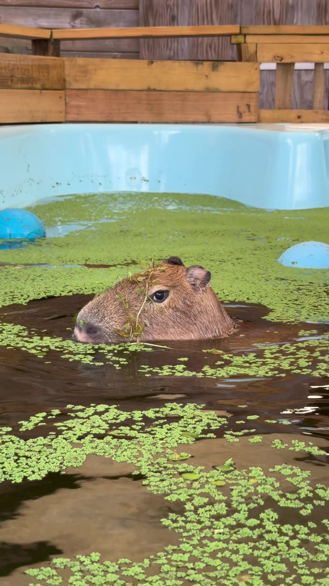 The funny little capybara moment everyone needed today