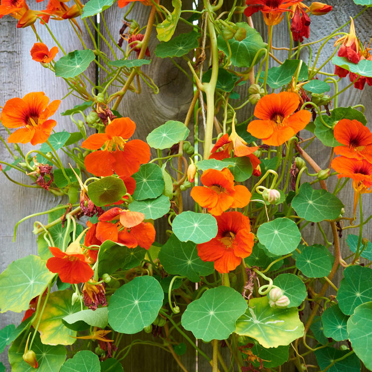2 superhero flowers I always plant to keep pests away from my vegetables