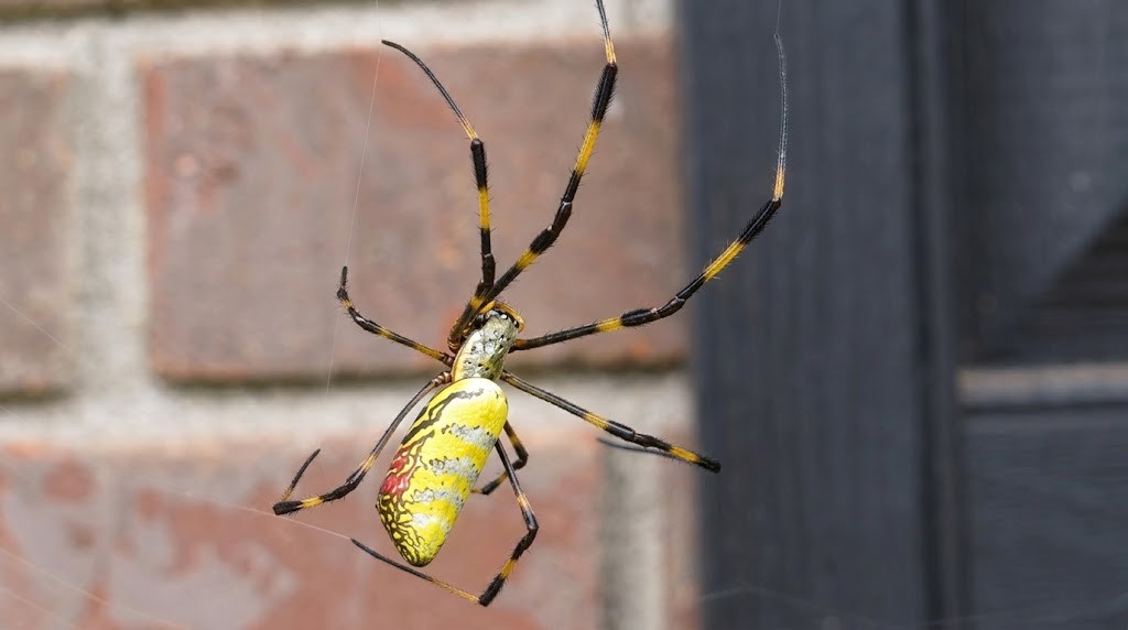 Watch what happens when an island becomes a giant spider web after all ...