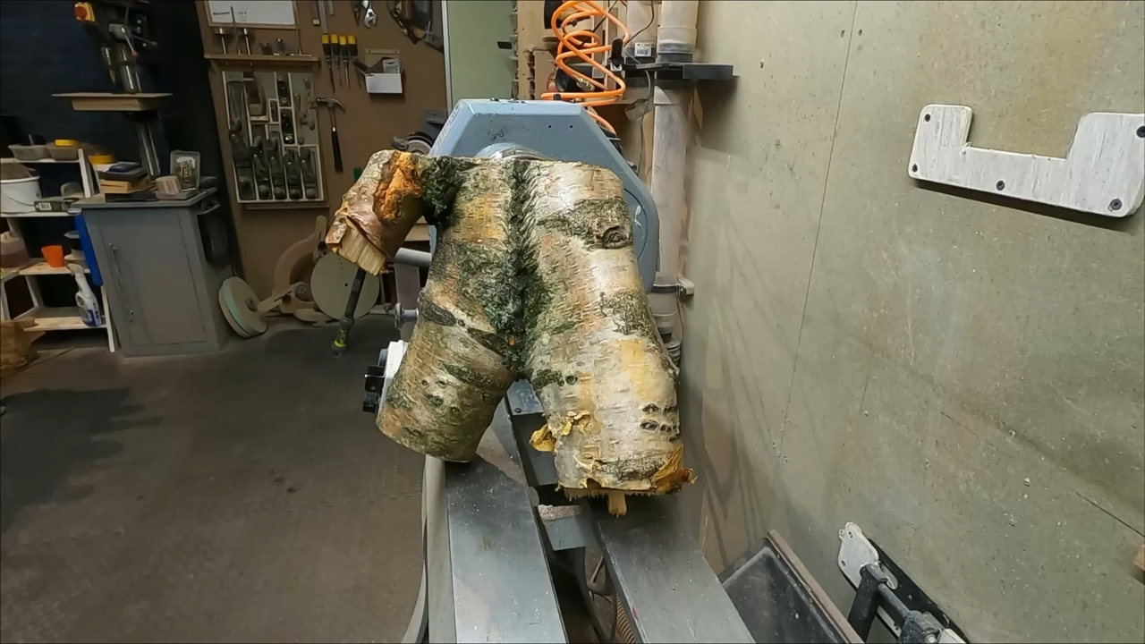 Watch how this fresh birch crotch log turns into something wild