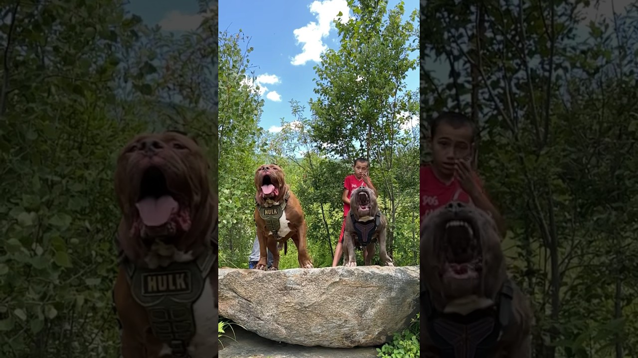 Despite their appearance, these dogs just want attention