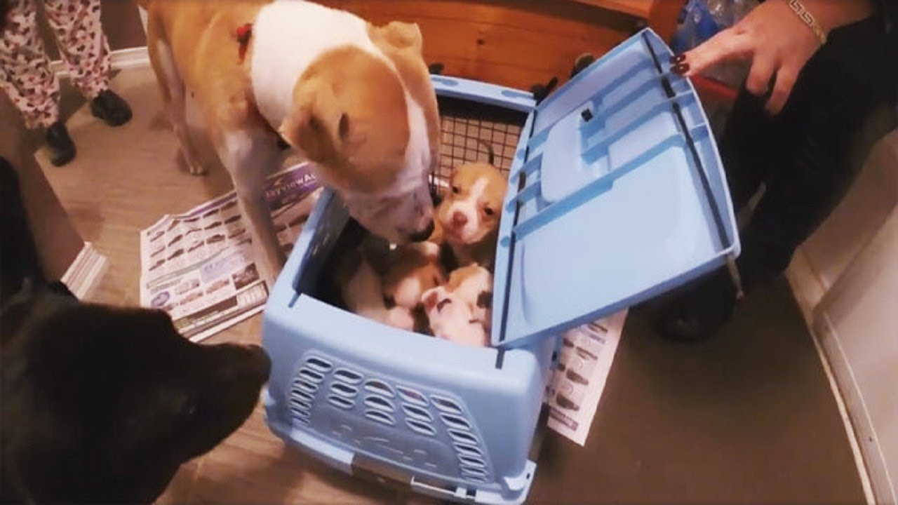 They reunite a broken hearted mom with her lost babies, now watch her ...