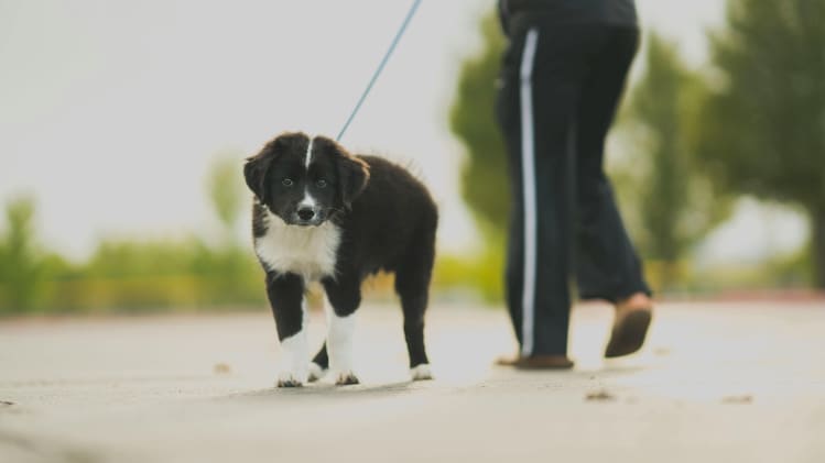 This NYC engineer turned dog walking into a luxury business, now earns ...