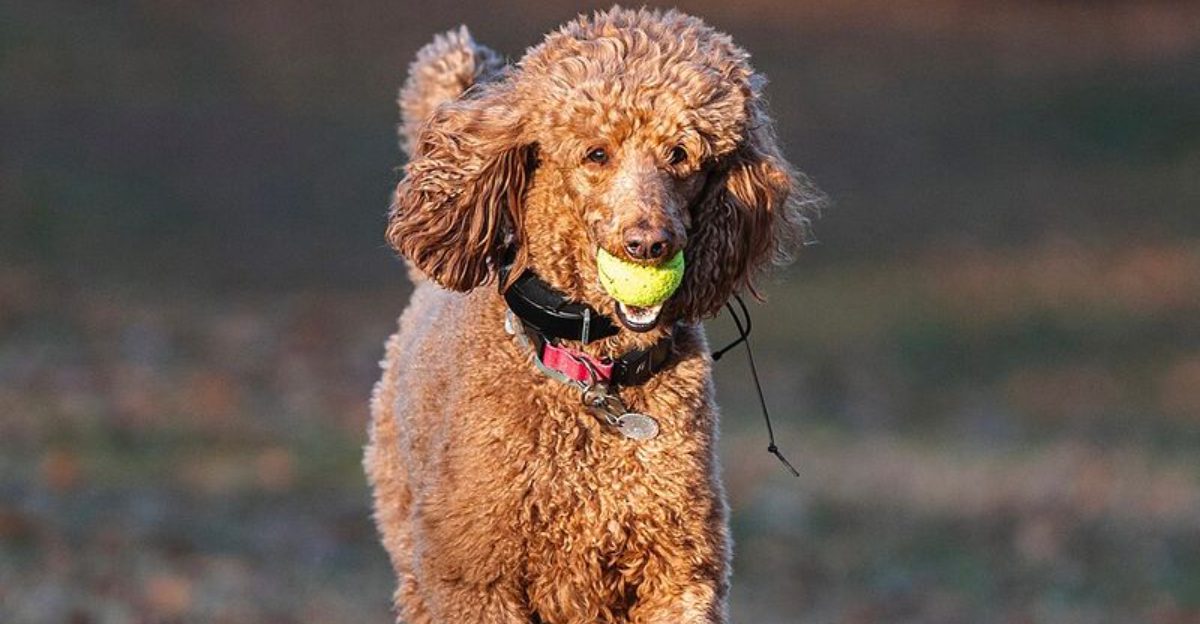 10 intelligent dog breeds that thrive on learning and problem-solving