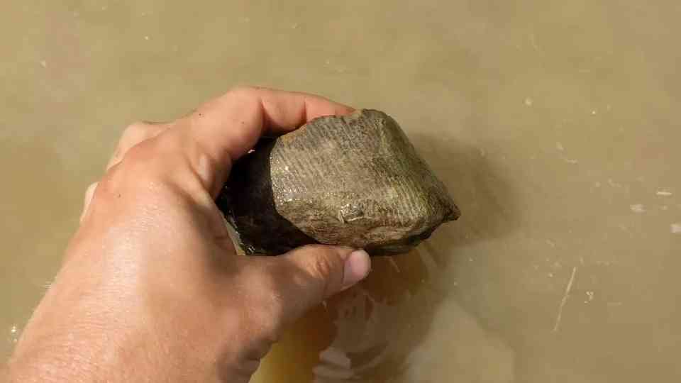 A rock washed out of the dirt - and it held a 350-million-year-old fossil