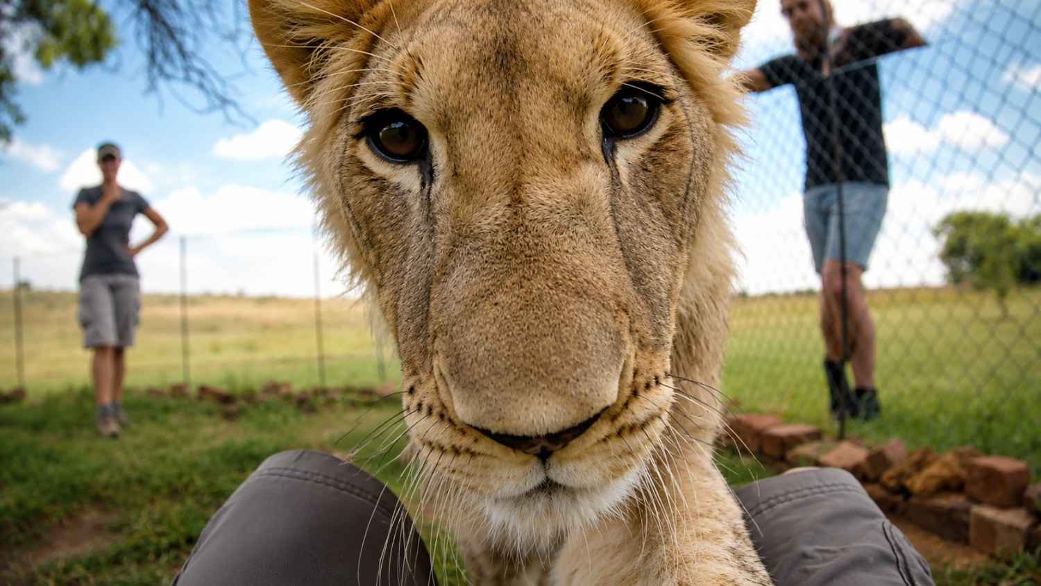 This lion cub’s eyes revealed a sad past