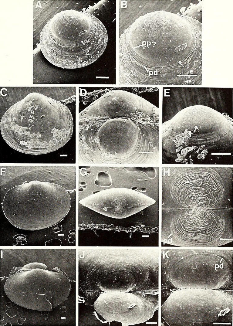 In 1977, scientists lowered cameras into the Pacific Ocean and found an ...