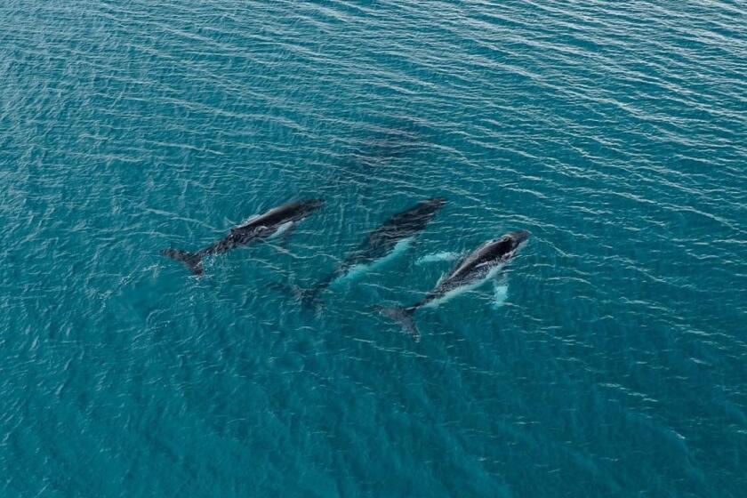 Two humpback whales set records swimming between Australia and Brazil