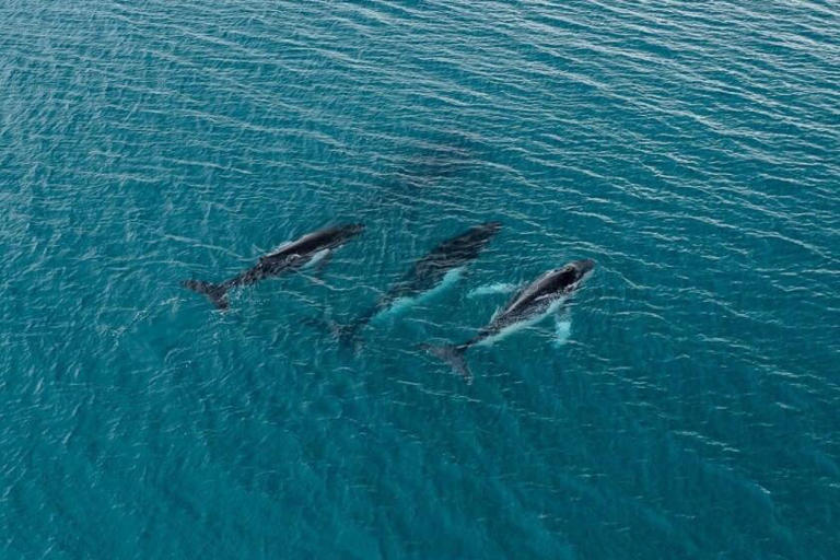 Two humpback whales set records swimming between Australia and Brazil