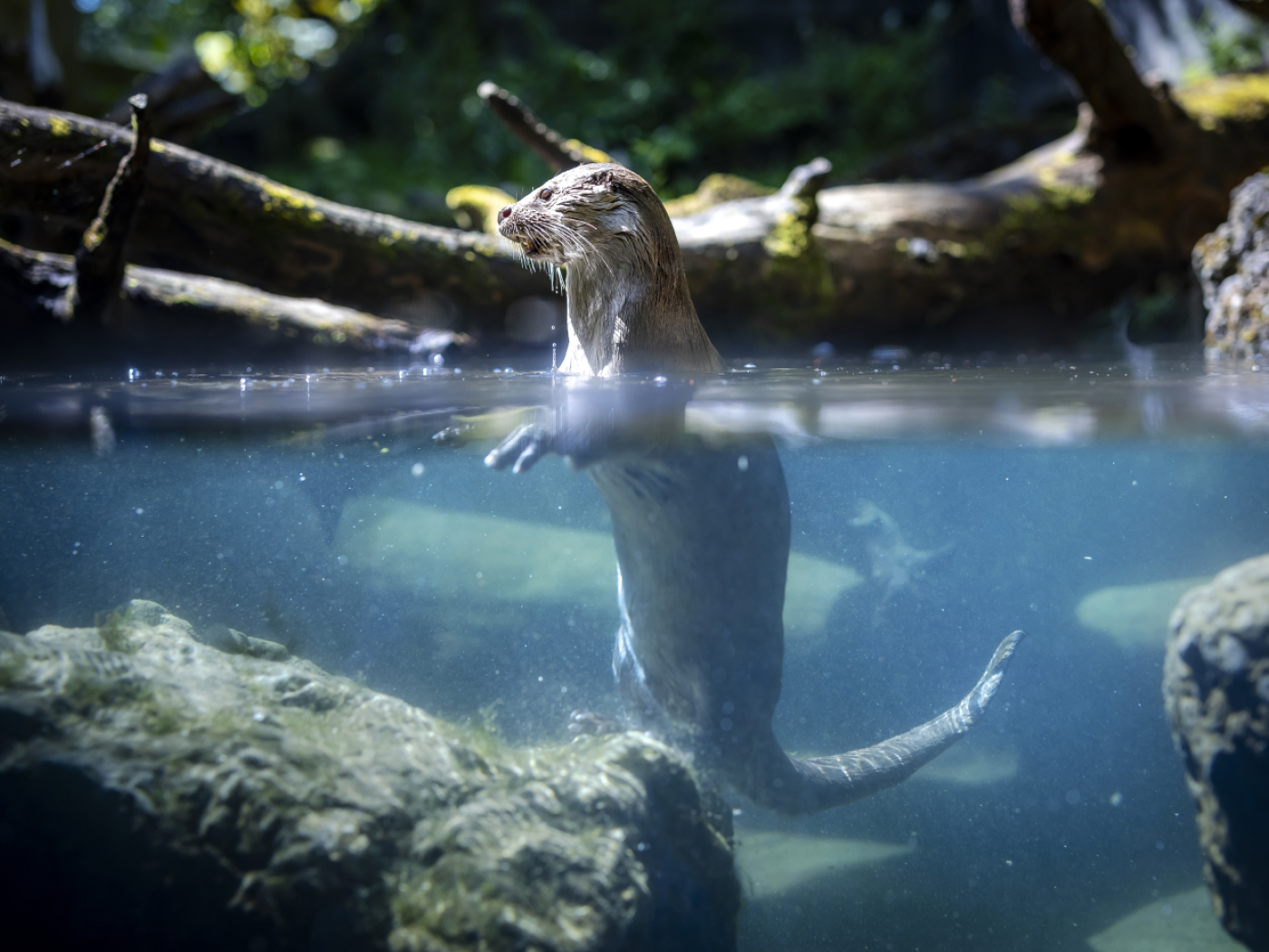 Der Otter hat den Weg in die Schweiz gefunden
