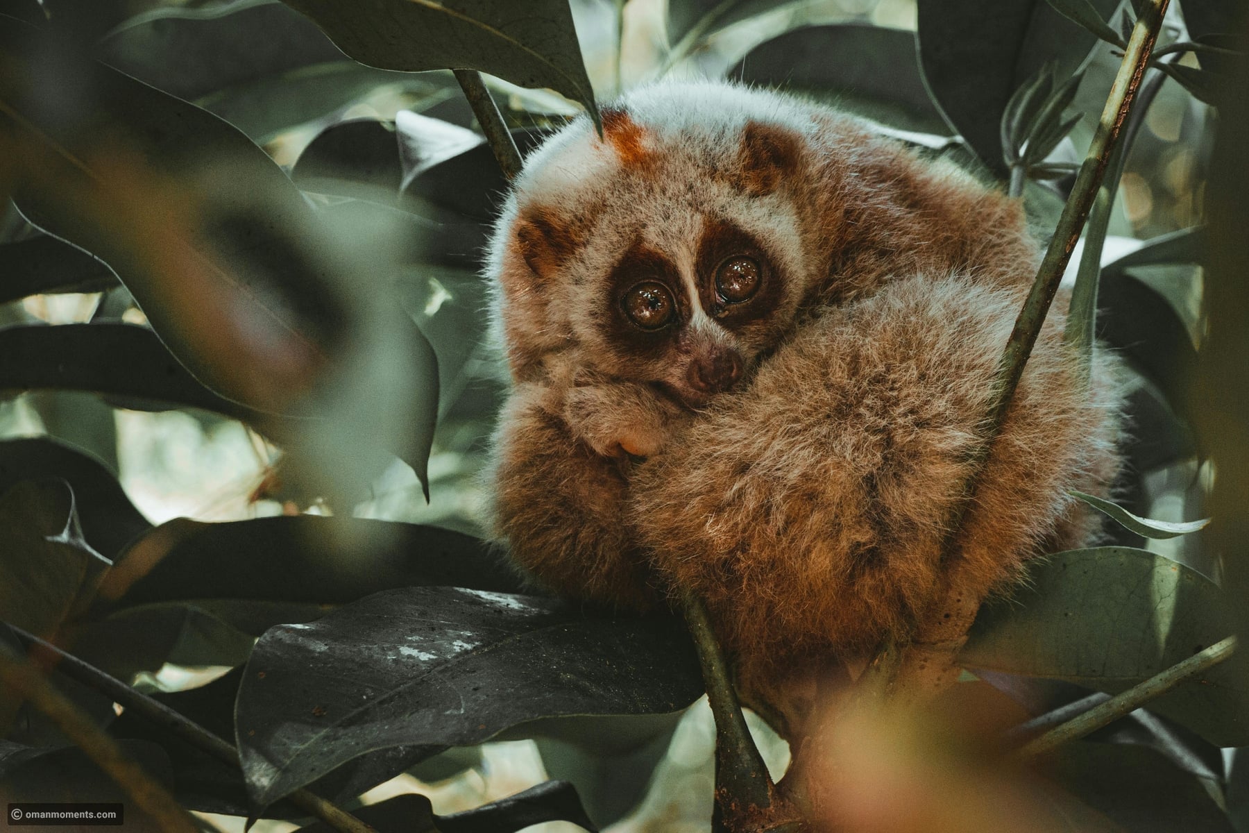 Adorable animals that surprisingly have a dangerous side