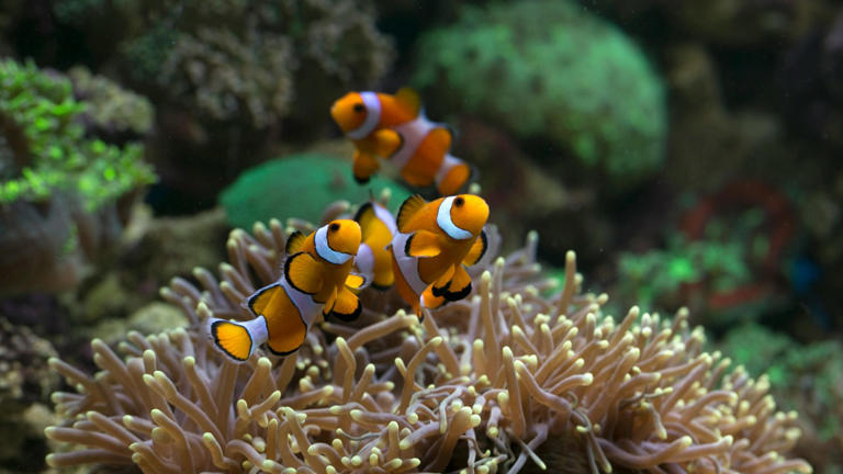 Clownfish are shrinking to survive killer heatwaves — scientists just ...