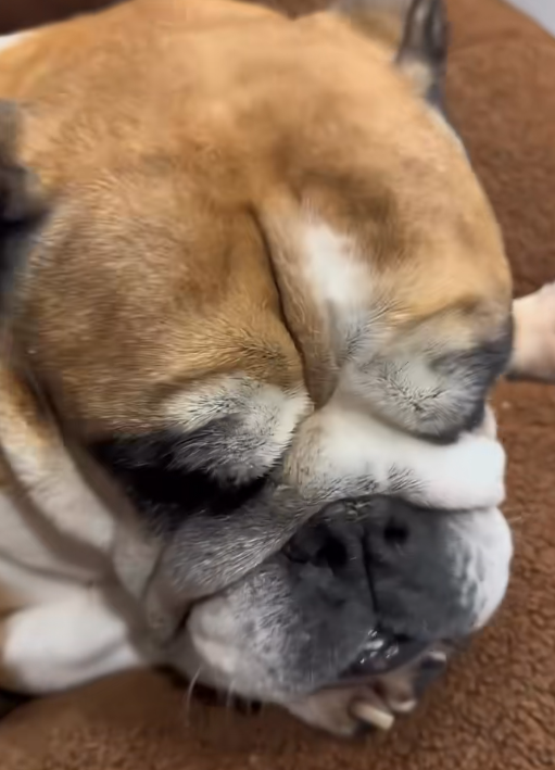 Bulldog wears step tracker—no one ready for what it says 7 hours later