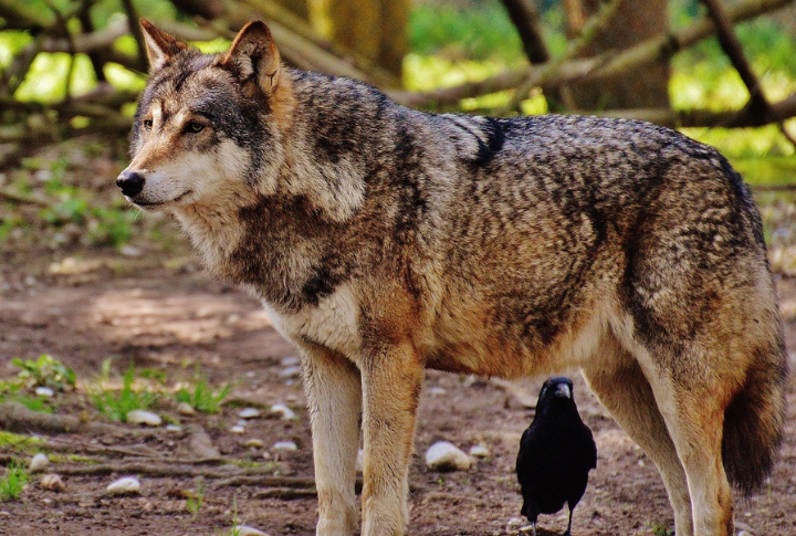 10 predator traits that make wolves masters of the hunt