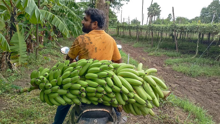 After losing father to cancer, Gujarat farmer turns to natural farming ...