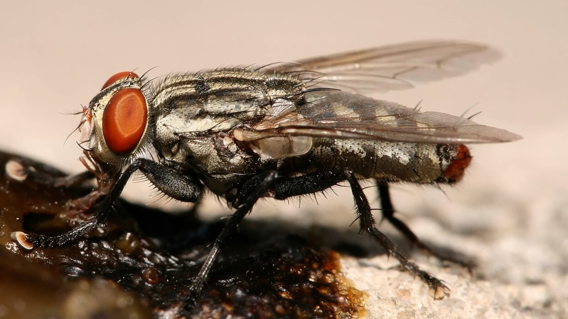 Insects living on humans constantly that their hosts thankfully cannot ...