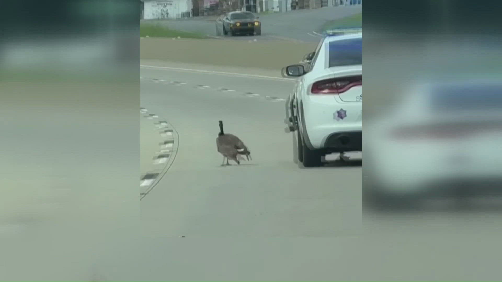 Video of Arkansas police running over geese sparks outrage