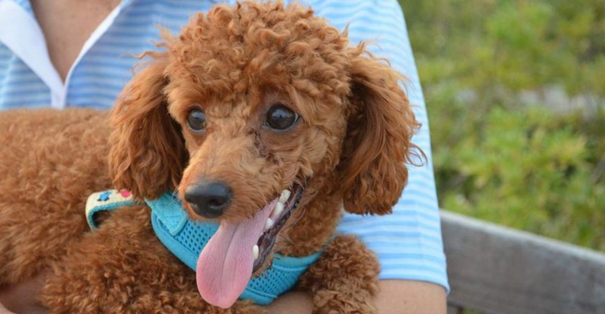 10 fascinating poodle facts that completely change how people see the breed