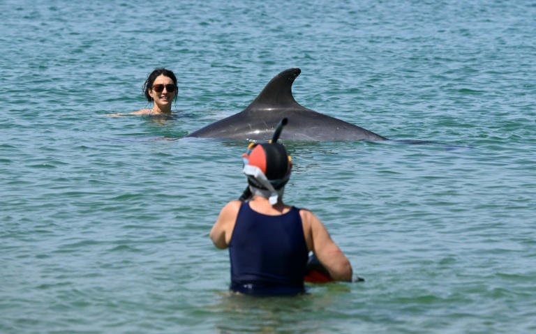 'Curious' dolphin charms French town but experts concerned