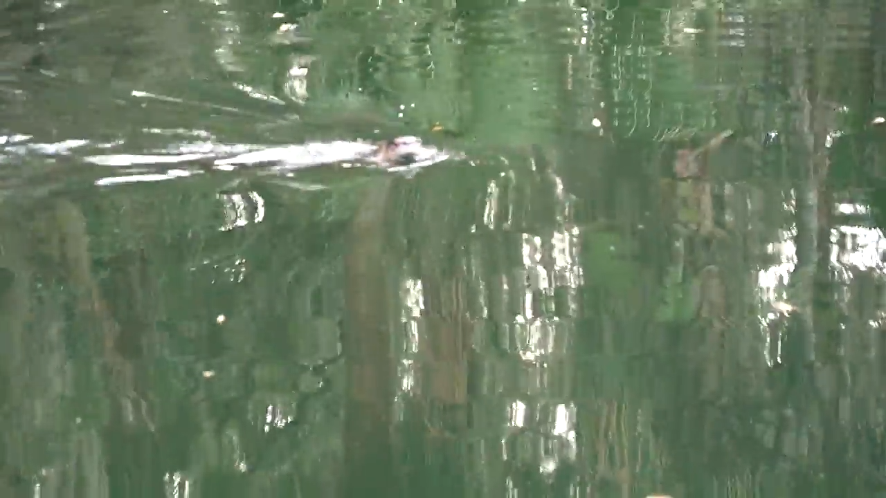 They were just fishing... When predator ate their fish right before ...