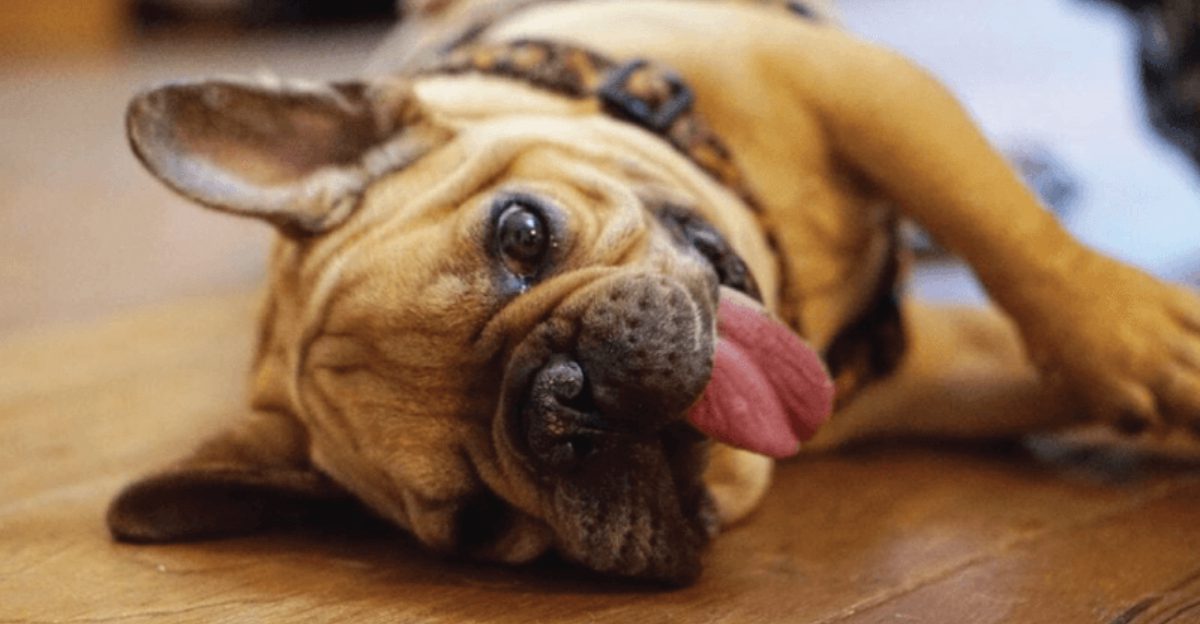 10 dog breeds people won't stop hyping – and 5 underrated dogs that ...
