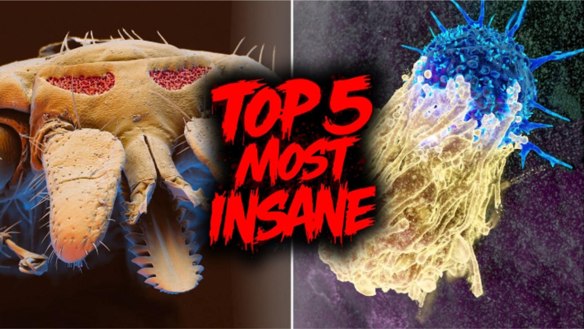 5 insane things that look unbelievable under a microscope