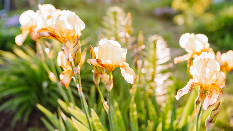 15 low-maintenance flowering plants that will thrive in the sun